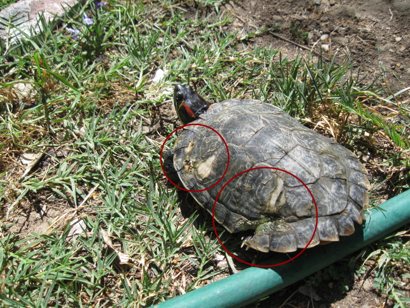 Redearslider.com :: View topic - Badly Broken and Rotting(?) Shell