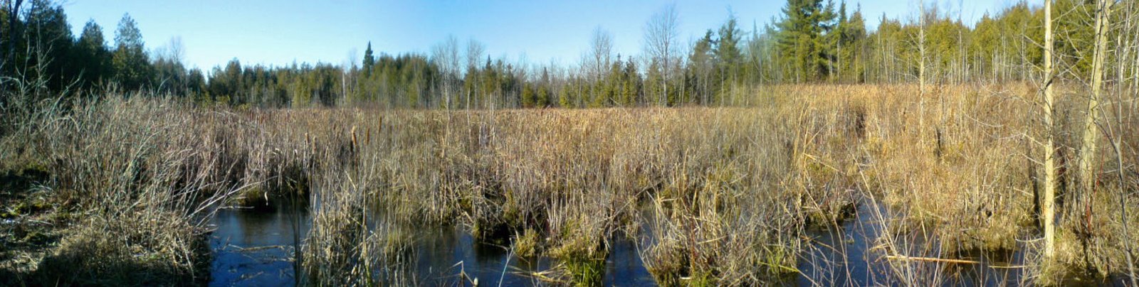 Shack in the Middle: What is Shack in the Middle?