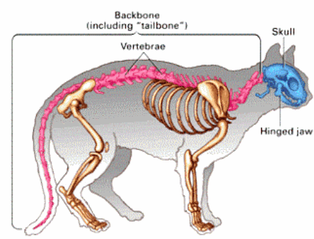 Vertebrates - GB