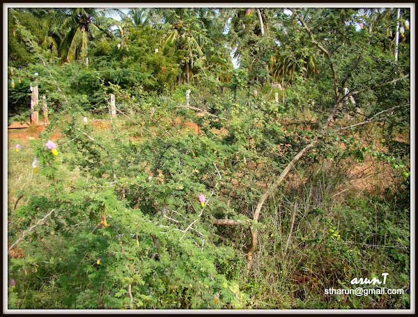 Sickle Bush | Project Noah