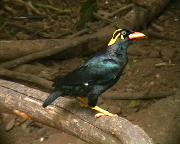 Common Hill Myna | Project Noah