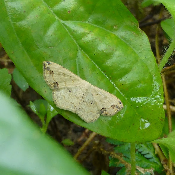 Scopula sp. | Project Noah