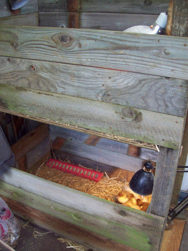 New Duckling Brooder | BackYard Chickens - Learn How to Raise Chickens