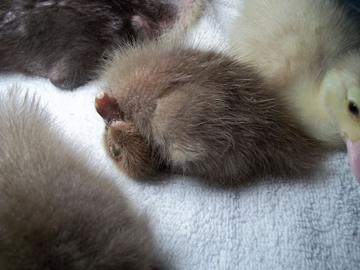 Muscovy Duckling with Wry Neck/Crooked Neck | BackYard Chickens - Learn ...