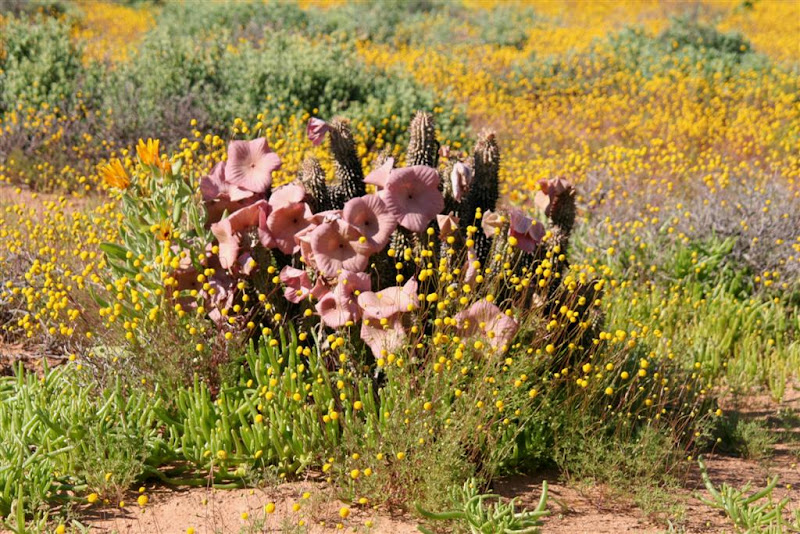 OneStonedCrow: Hoodia gordonii