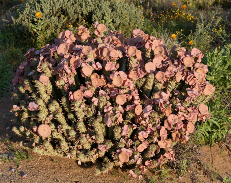OneStonedCrow: Hoodia gordonii