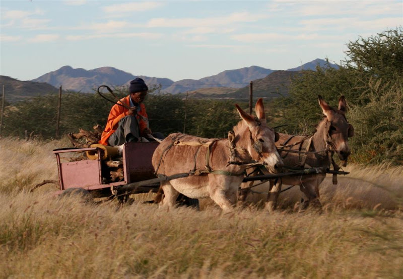 OneStonedCrow: Horse & Donkeycarts