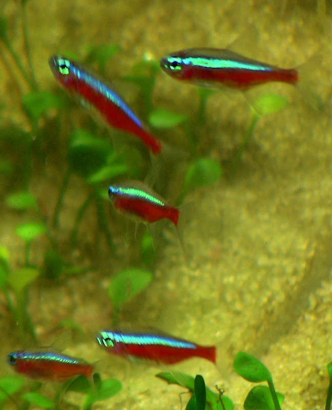 Cardinal Tetras | Canaquaticgardens's Underwater Green Space