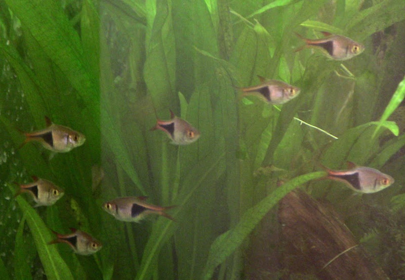 Harlequin Rasbora | Canaquaticgardens's Underwater Green Space