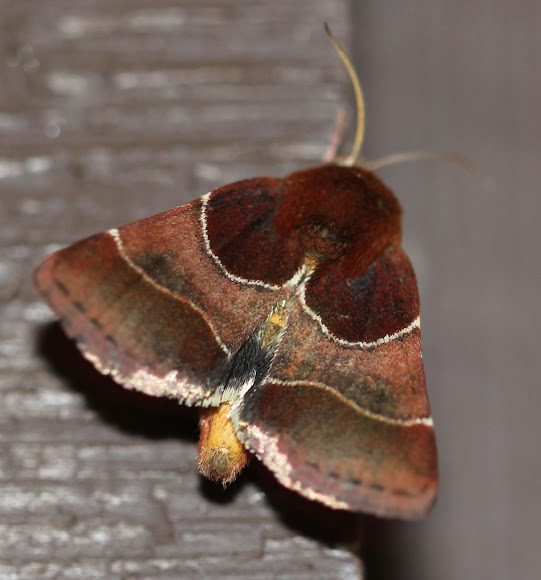 Arcigera Flower Moth | Project Noah