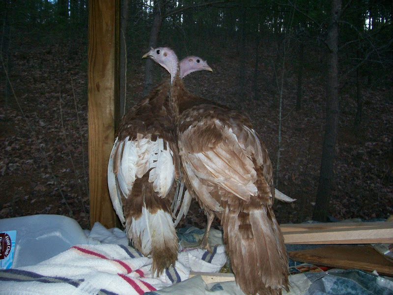 We've decided on Jersey Buff Turkeys! New Pics pg6 | Page 6 | BackYard ...