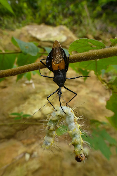 Assassin Bug with caterpillar | Project Noah