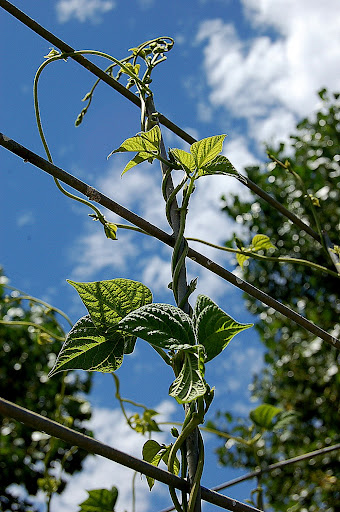 Our Simple Life: Julia and The Bean Stalk