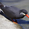 Inca Tern | Project Noah