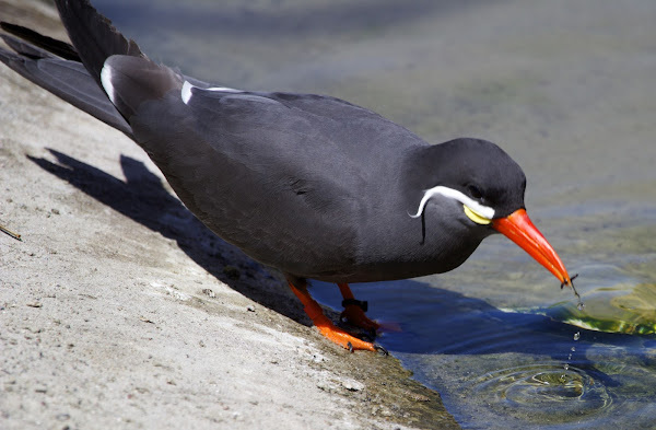 Inca Tern | Project Noah