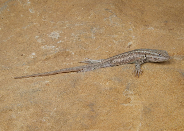 Sagebrush Lizard | Project Noah