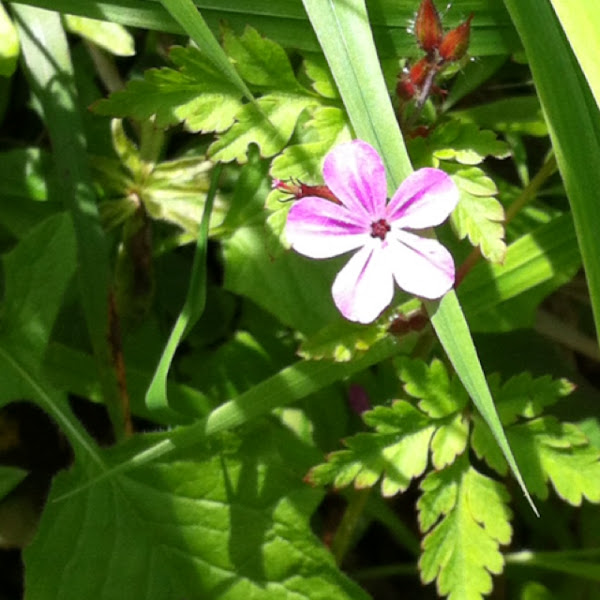 Storchenschnabel or Herb Robert | Project Noah