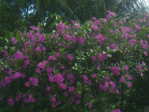 Glow vine | Project Noah