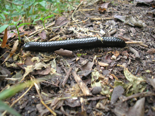 Mil pies | Project Noah