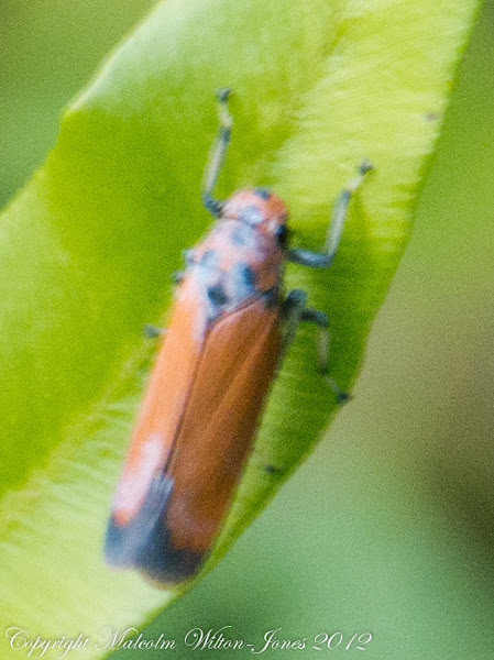 Large Brown Leafhopper | Project Noah