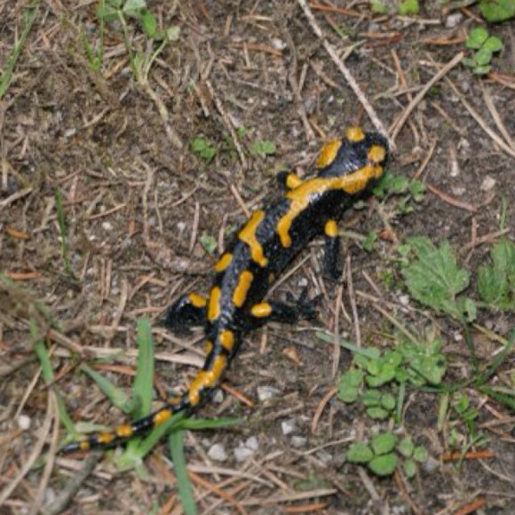 Salamandra škvrnitá | Project Noah