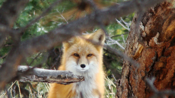 Red Fox | Project Noah