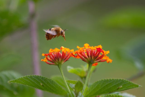 Teddy Bear Bee | Project Noah