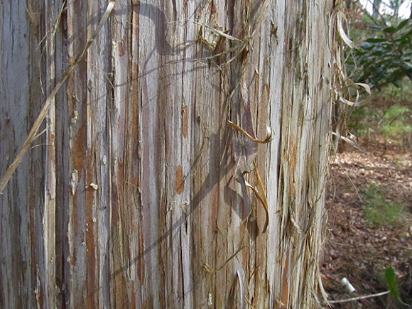 Eastern red cedar bark | Project Noah