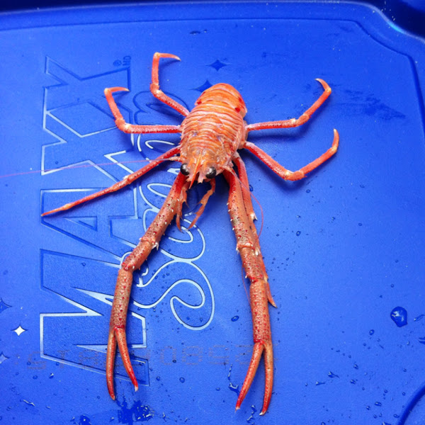 Squat lobster | Project Noah