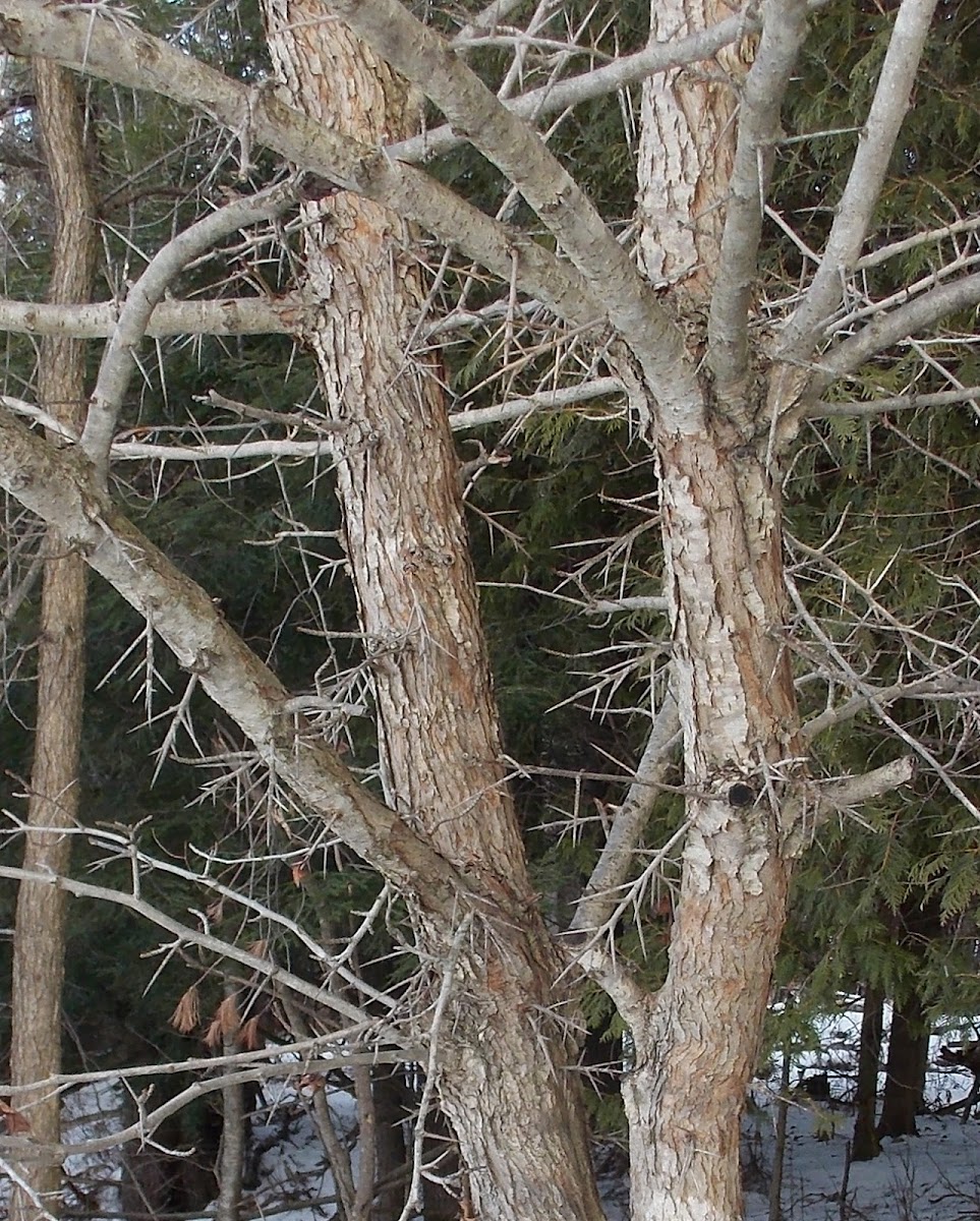 Hawthorn (Thorn Apple) | Project Noah