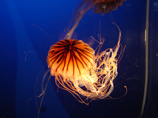 Compass Jellyfish | Project Noah