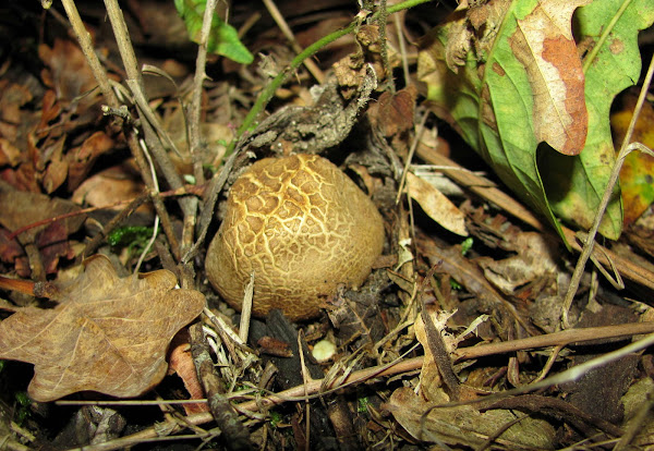 Pigskin Poison Puffball | Project Noah