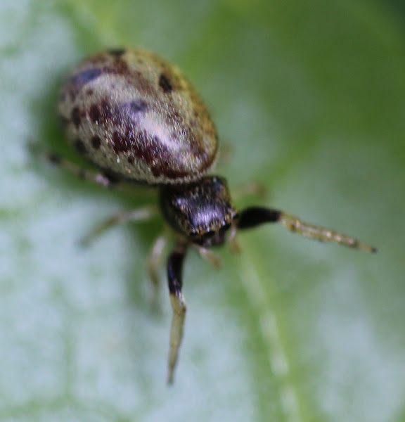 salticid spider | Project Noah
