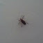 Love Bug | Project Noah