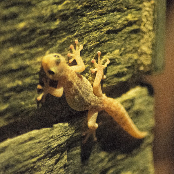 European leaf-toed gecko | Project Noah