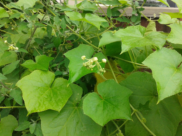 Burr Cucumber | Project Noah