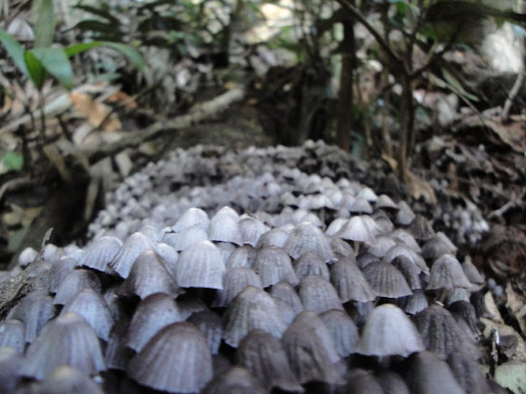 Fairies bonnets | Project Noah