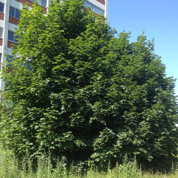 Maple Tree | Project Noah