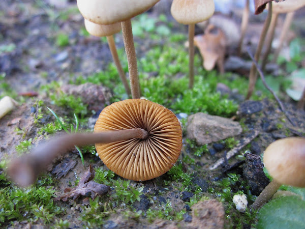 Conocybe siliginea f. rickenii | Project Noah