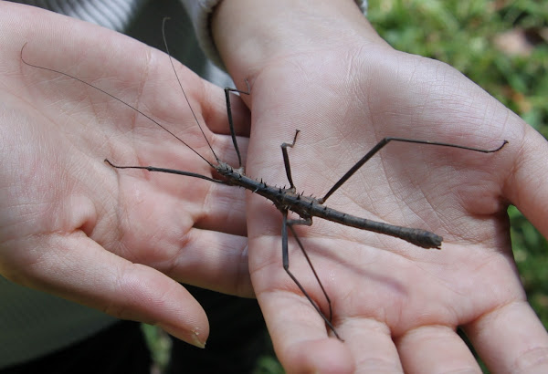 Stick bug | Project Noah