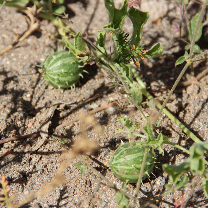 Prickly Paddy Melon | Project Noah