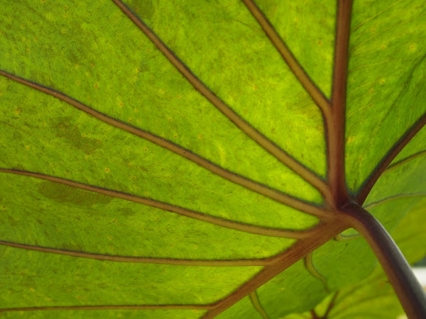 Elephant's ear | Project Noah