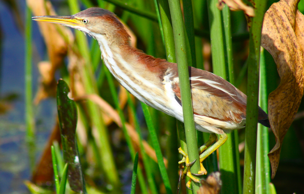 least bittern (female) | Project Noah