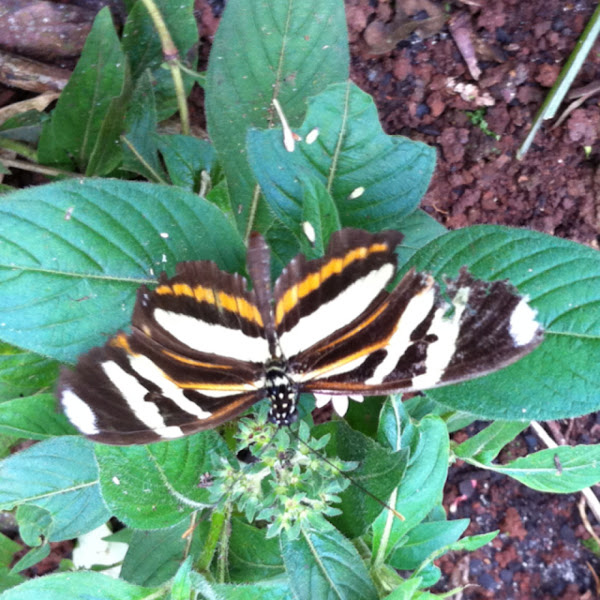 Ethilla Heliconius | Project Noah