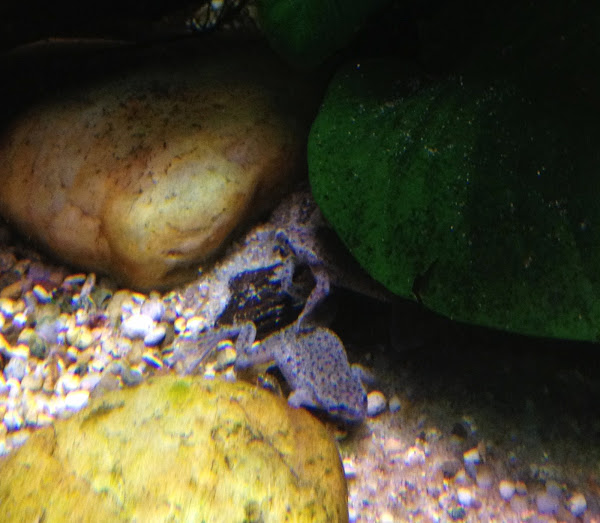 Congo Dwarf Clawed Frog | Project Noah