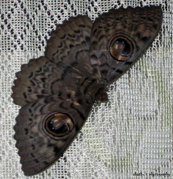 Great Owl Moth | Project Noah