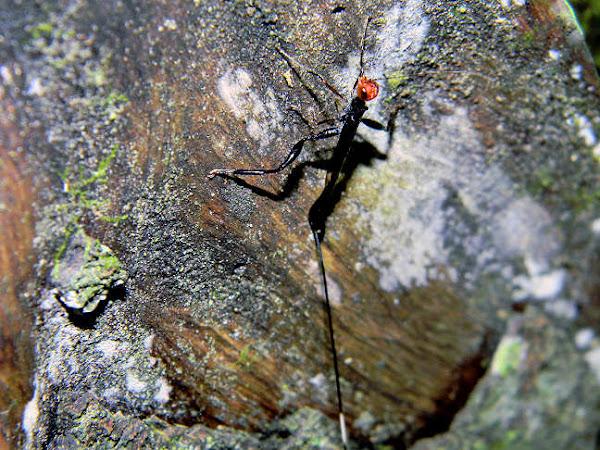 crown wasp | Project Noah