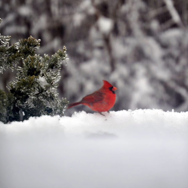 Northern Cardinal | Project Noah