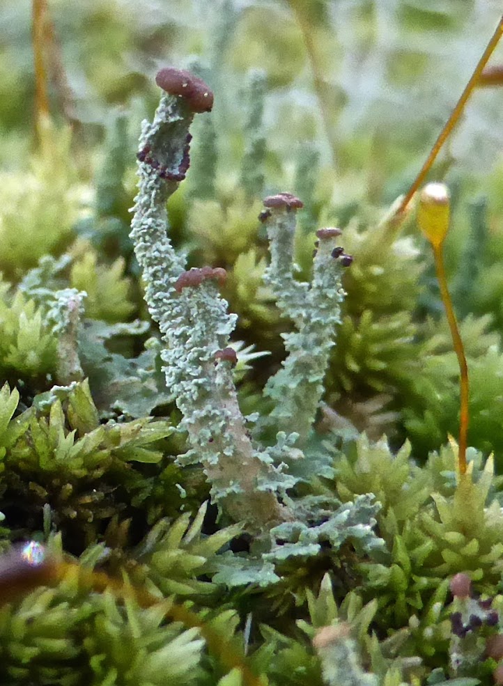 Dragon Cladonia | Project Noah