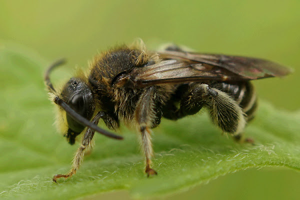 Macropis europaea | Project Noah